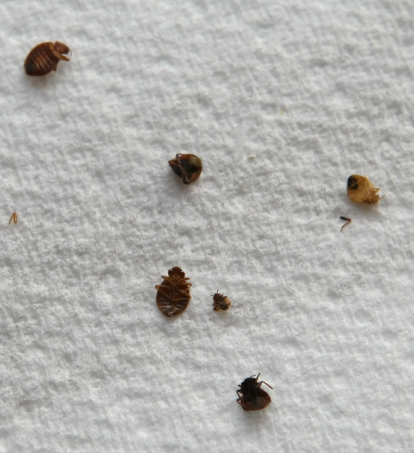 Bedbugs and Balenciaga: Could Paris’s Bedbug Infestation Spread to the ...