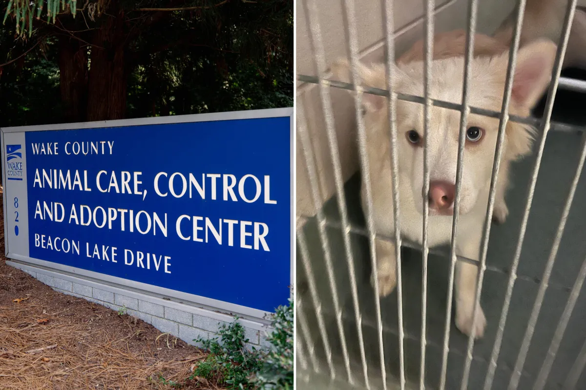 Contagious Outbreak Forces Animal Shelter to Halt Adoptions as Two Dogs ...