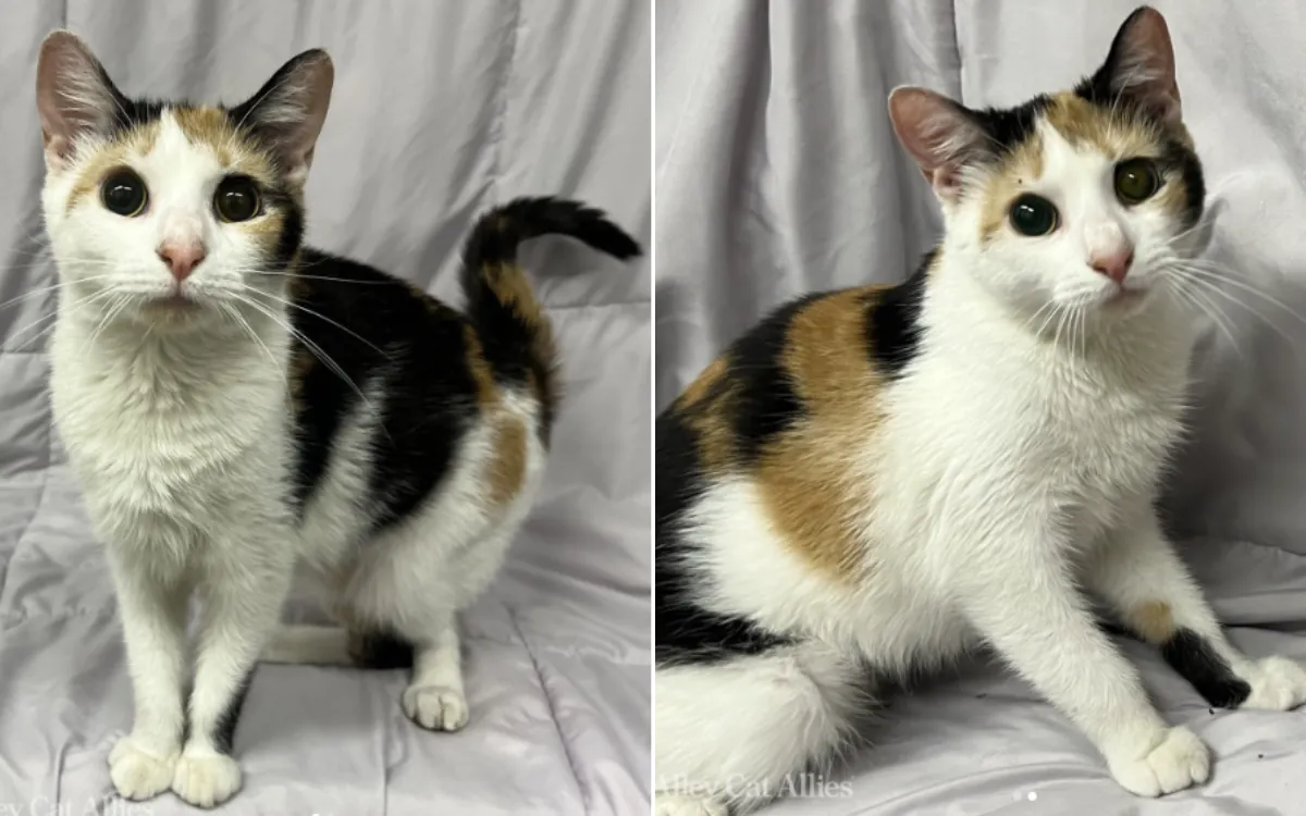 Vets Baffled As Blind Cat Arrives With Mystery Illness They Can’t ...