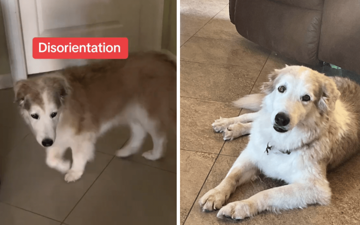 Pet Owner Reveals What Dementia in Dogs Looks Like: ‘Heartbreaking To ...