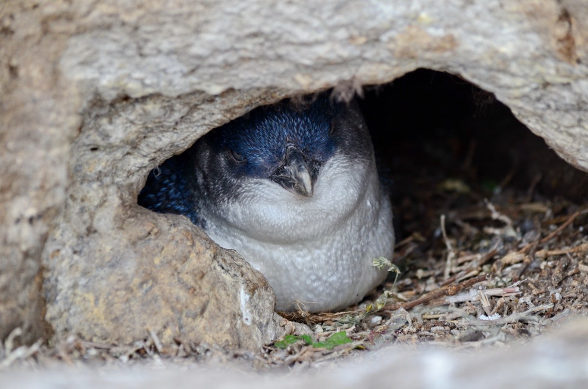 Penguin Colony Eaten to Extinction by Foxes Returns After 30 Years ...