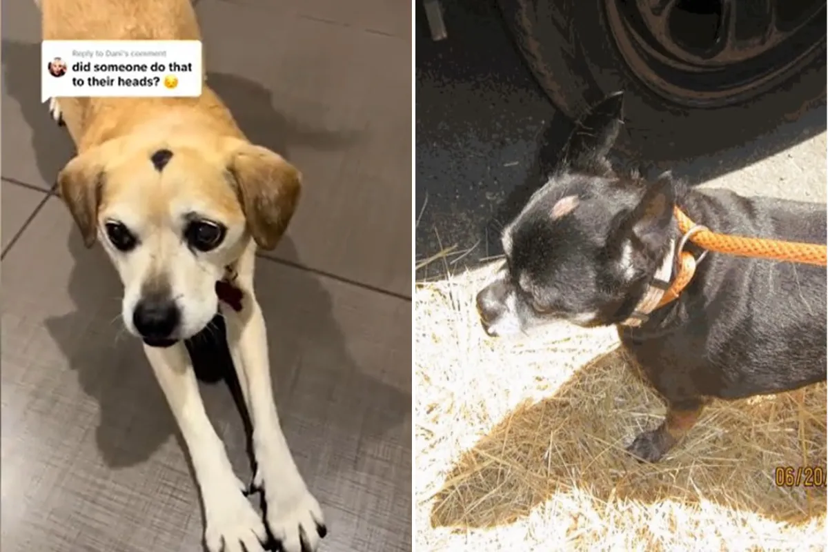 Tears as Woman Reveals Why Rescue Dogs Have ‘Unique’ Scars on Their ...