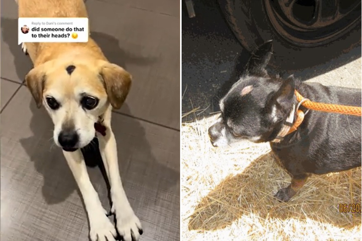 Tears as Woman Reveals Why Rescue Dogs Have ‘Unique’ Scars on Their ...