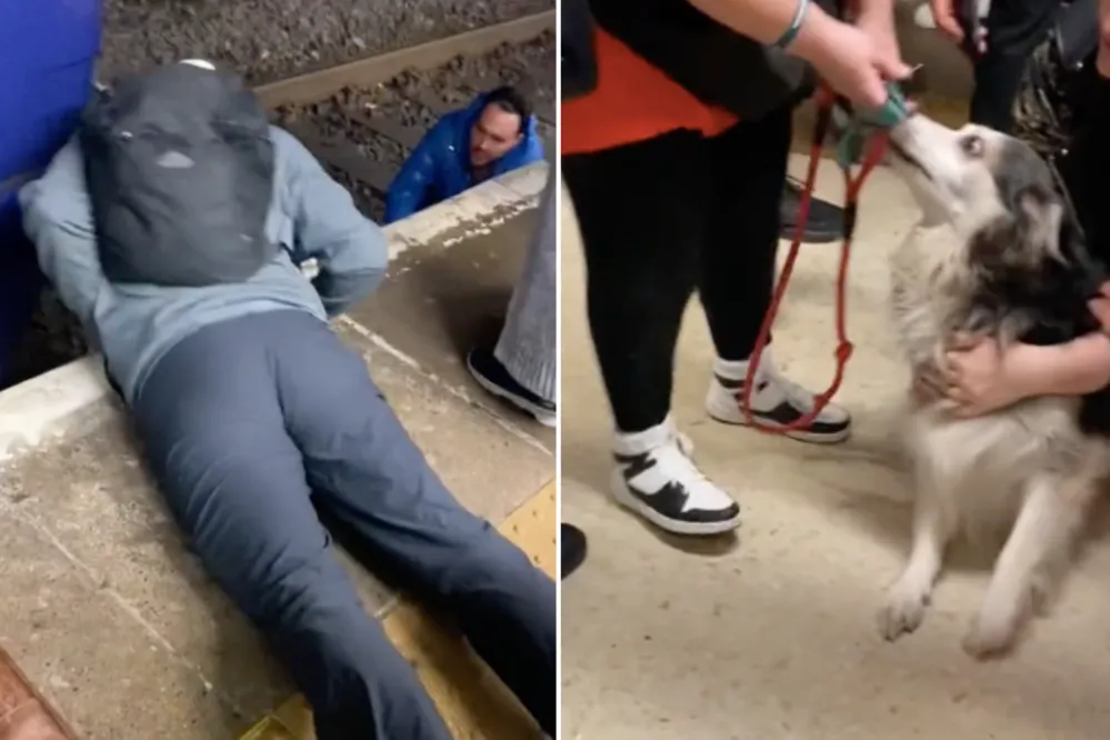 Watch Strangers Stage Daring Rescue Together as Dog Falls Onto Train ...