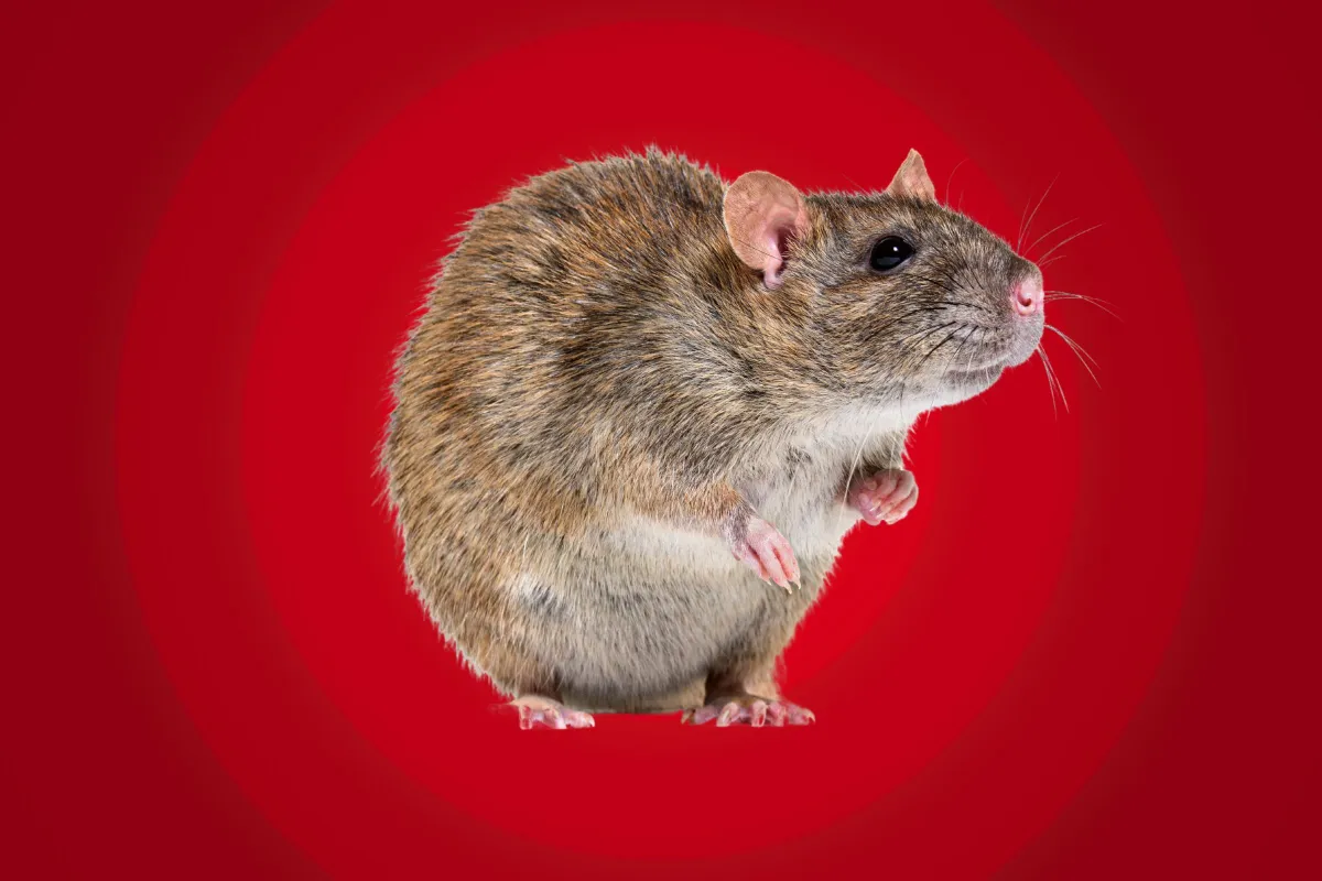 New York’s Giant Rat Problem - Newsweek