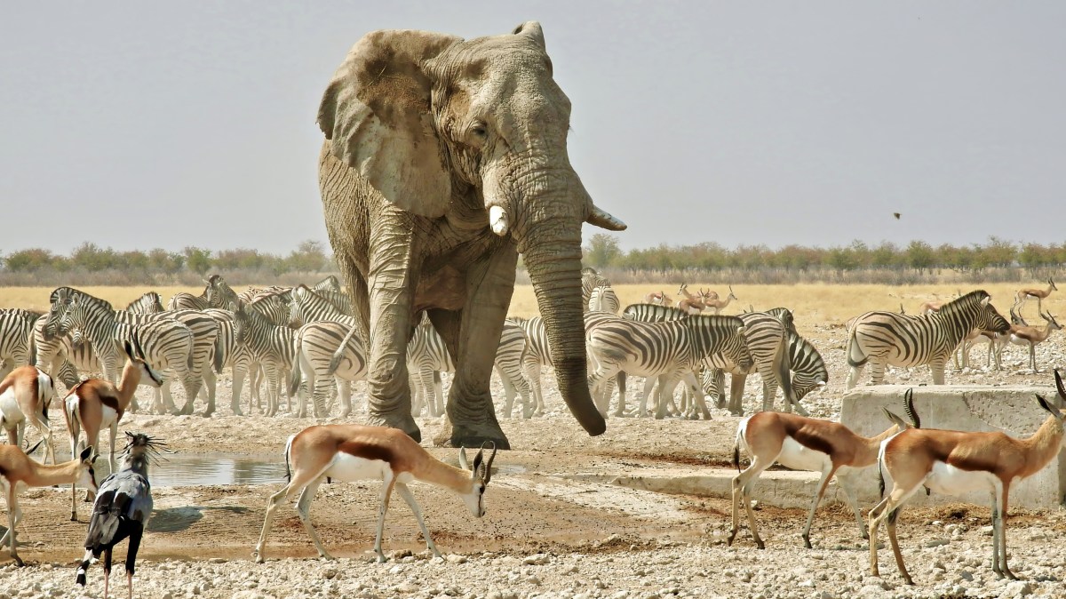 Wildebeest Fear Elephants But No-one Knows Why - Newsweek
