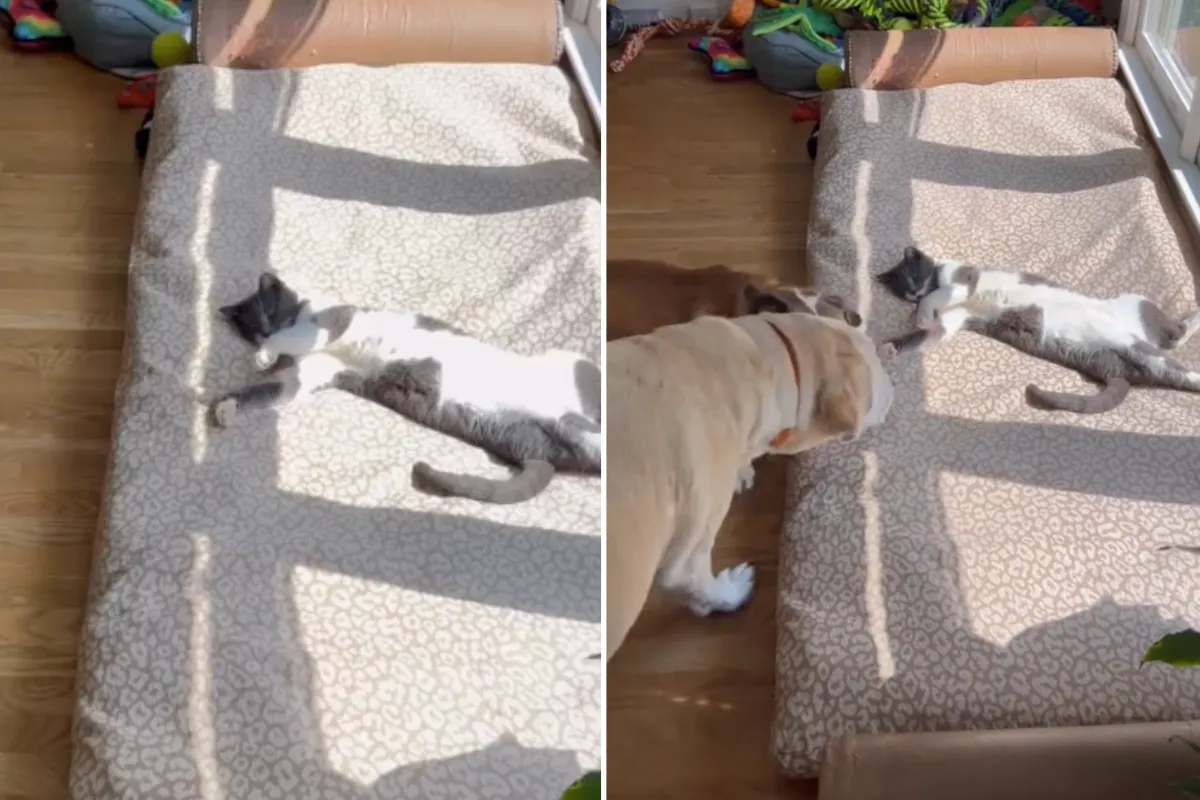 Dogs Have Hilarious Reaction to Finding Neighbor’s Cat on Their Bed ...