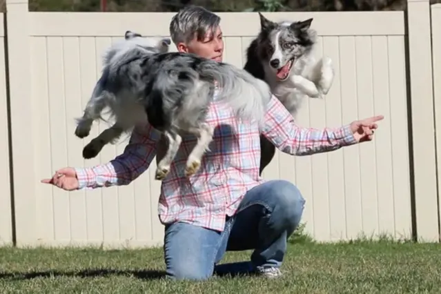 Watch Border Collies’ Perfectly Timed Dance to Michael Jackson’s ...