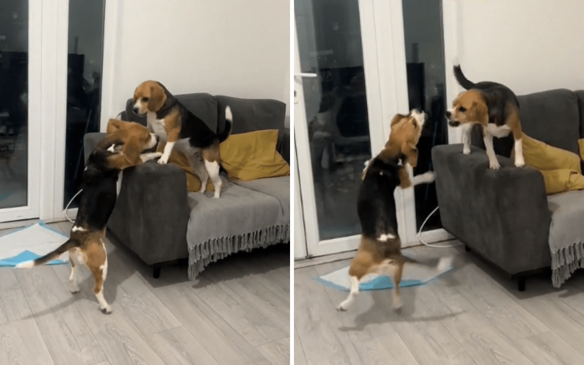 Beagle Employs ‘Goofy’ Tactic To Get Older Sister To Play With Her ...