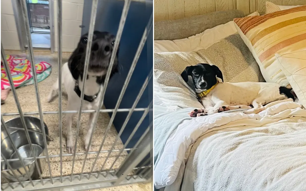 Watch Rescue Dog’s ‘Sweet’ Gesture With Owner On First Ni... - Newsweek