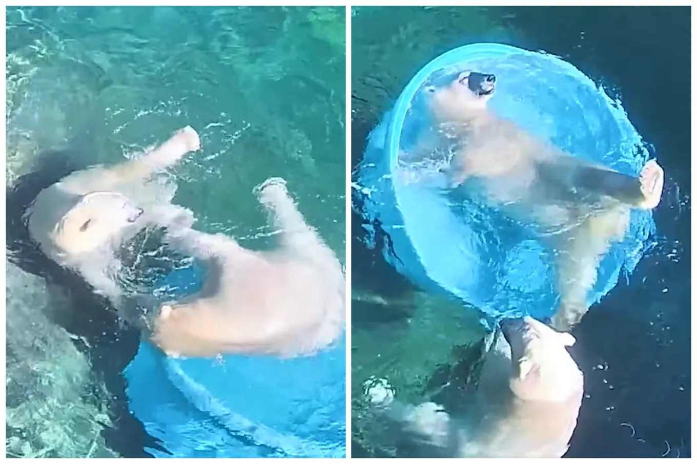 Polar Bears Throw a Pool Party in Adorable Video - Newsweek