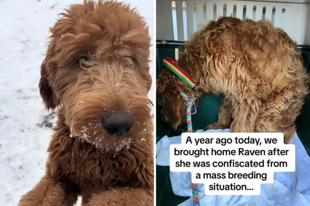 Watch ‘Terrified’ Dog’s First Night In A Forever Home After Being ...
