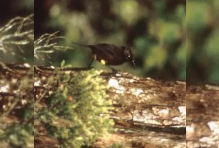 Scientist Captures Bird’s Final Song Before Extinction - Newsweek