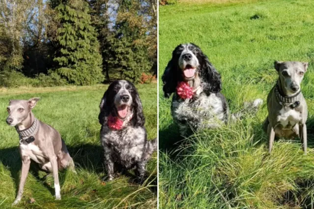 Watch Senior Dog Reuniting With Childhood Best Friend After Almost 9 ...