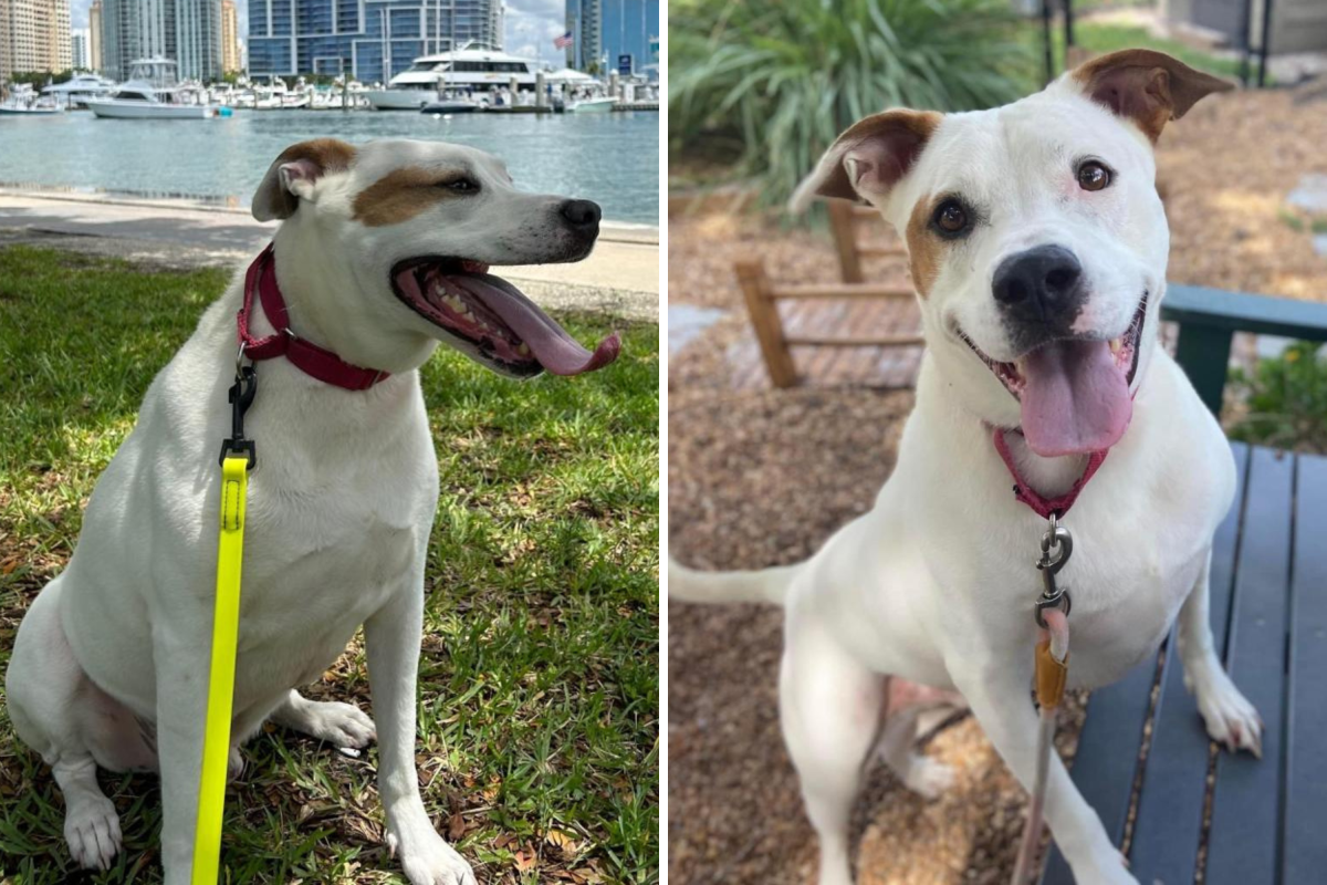 Dog Adopted After 495 Days in Shelter Returned, Looking for Forever ...