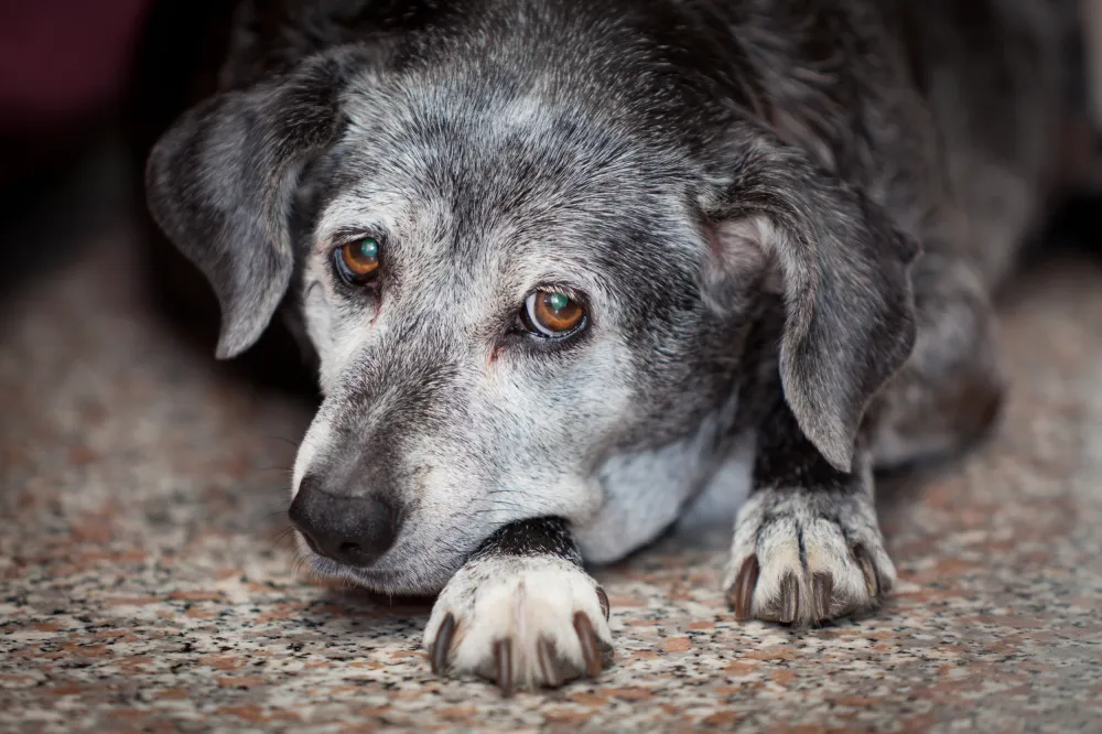 Dog Has Stared Out Shelter Cage Waiting for Adoption Every Day for 2 ...