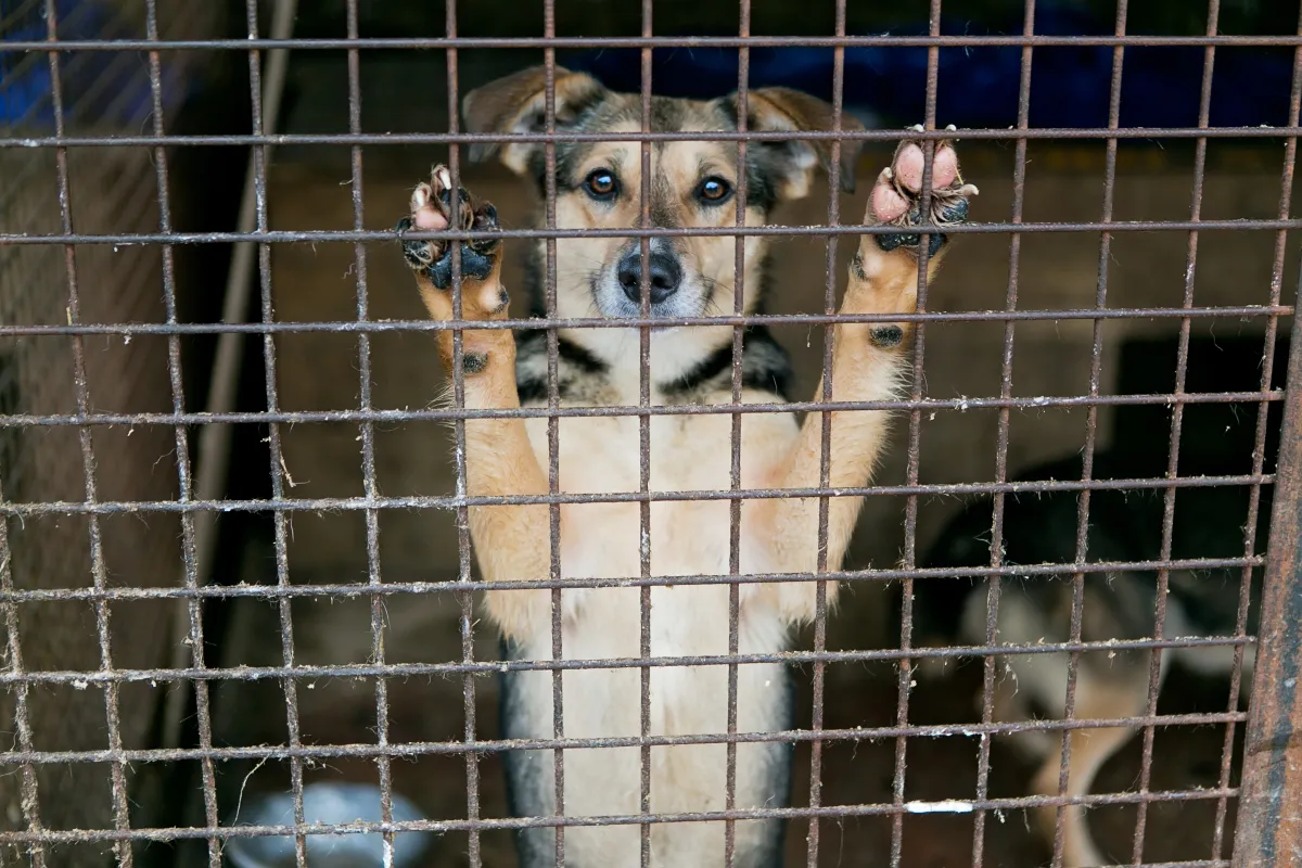 Dog Choosing Forever Family and Busting out of Shelter Delights ...