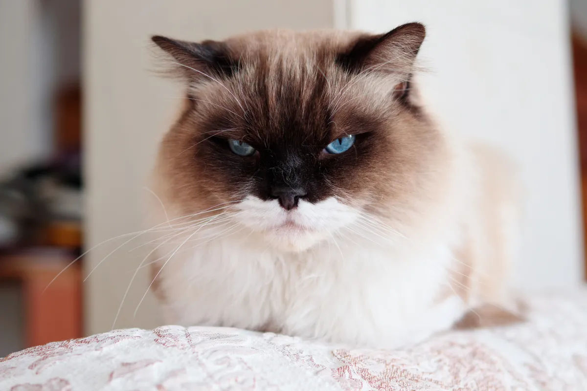 Cat Gives Terrifying Look After Finding Empty Food Tray: ‘Start Hiding ...