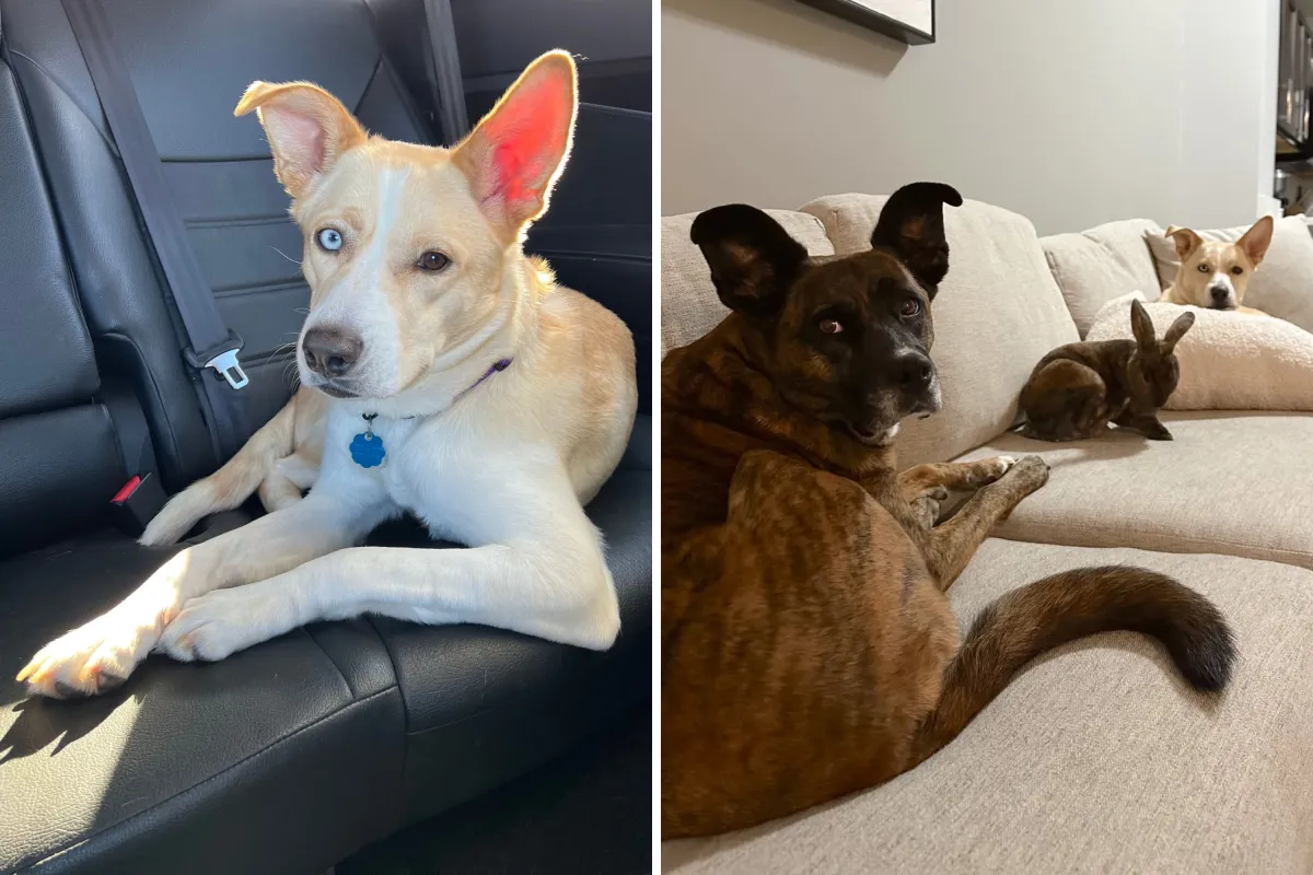 Neglected Husky Puppy With Broken Tail Living Best Life After Rescue ...