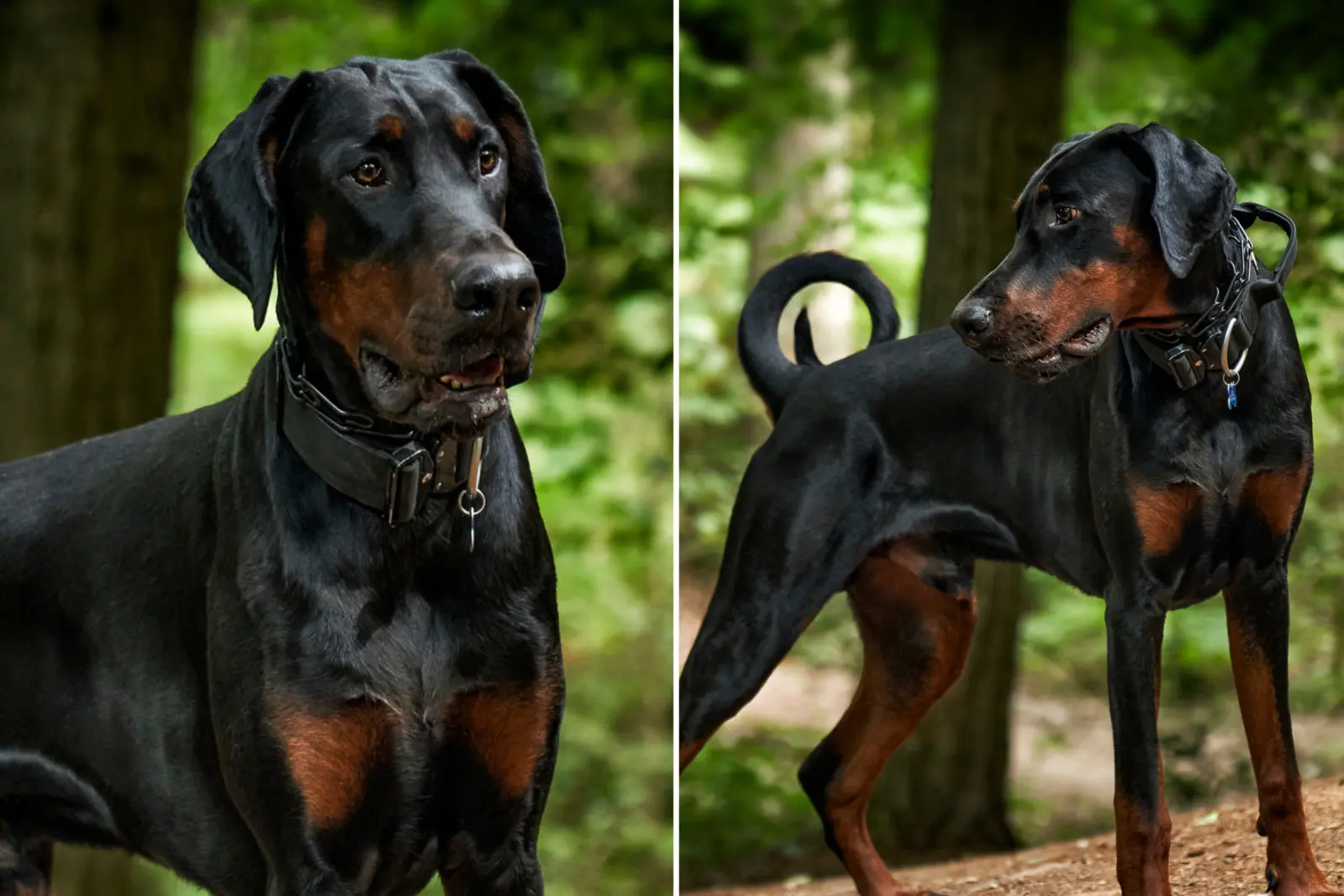 People Are Obsessed With This Doberman’s Unusual Tail and Ears - Newsweek