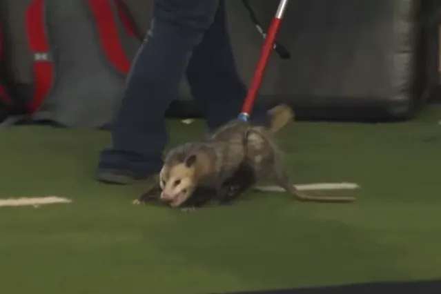 Possum Steals the Show After Invading Pitch During Texas Football Game ...