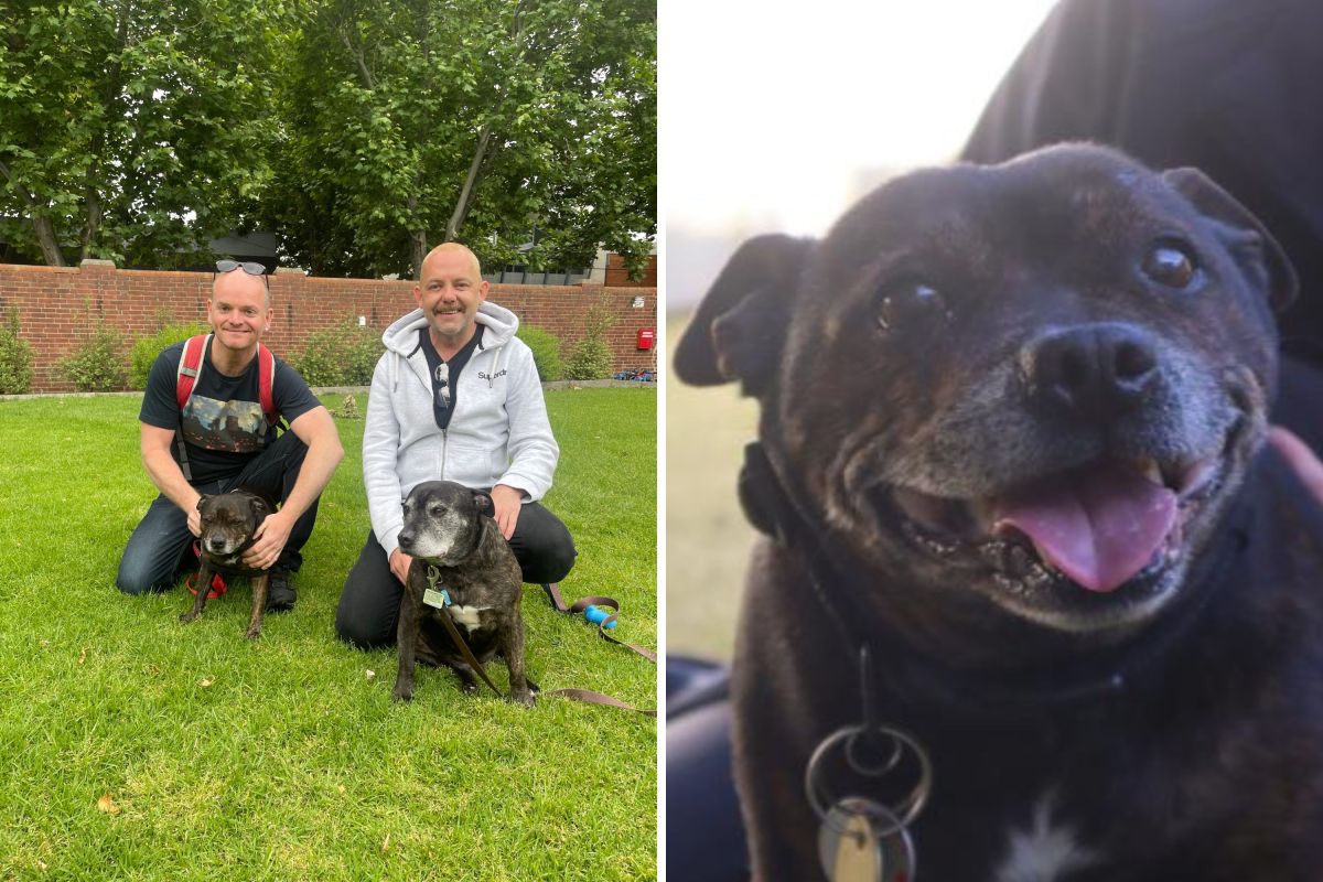 Senior Shelter Dog ‘Overlooked for Much Younger Pets’ Finds Forever ...
