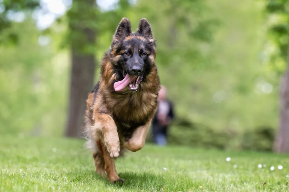 Top 10 Most Aggressive Dog Breeds - Newsweek