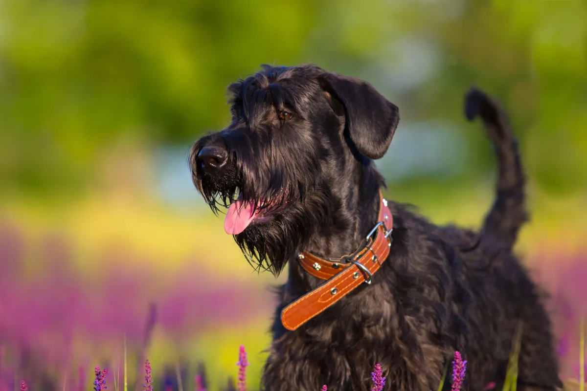 Top 10 Most Aggressive Dog Breeds - Newsweek