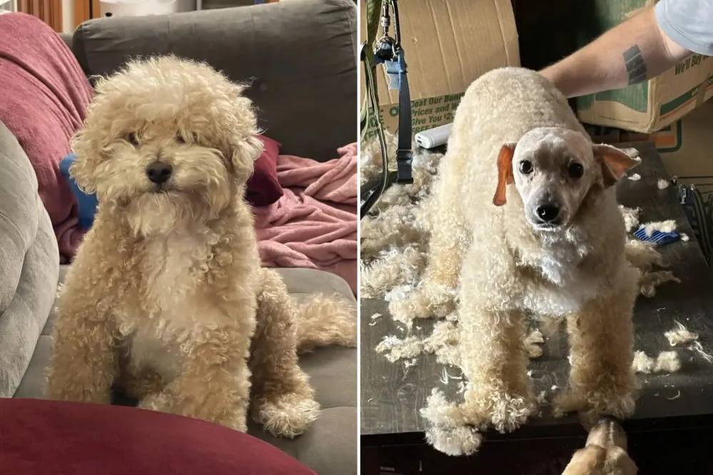 Litter of Golden Doodles ‘Left to Die’ in Woods Transformed After ...