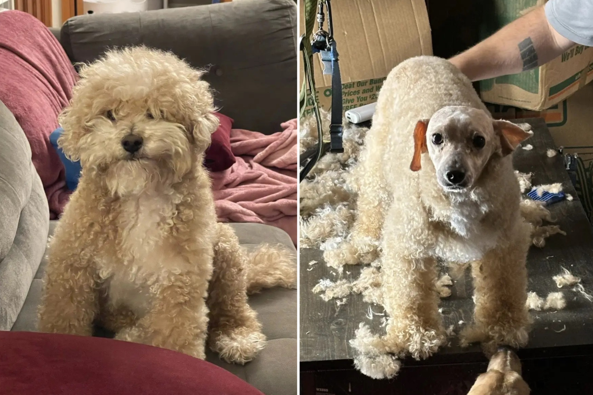 Epic Grooming Fail Seen 45M Times as Even the Dog Looks ‘Embarrassed ...