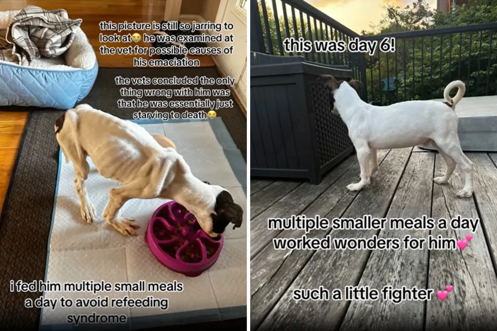 Emaciated Dog Now ‘Picture of Health’ After Foster Carer Helps Him ...