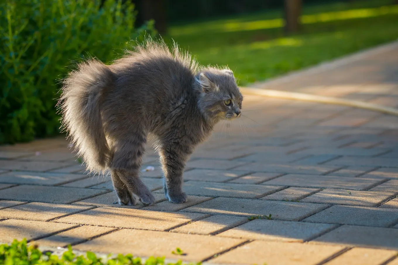 What Your Cat Is Trying To Tell You with Its Tail - Newsweek