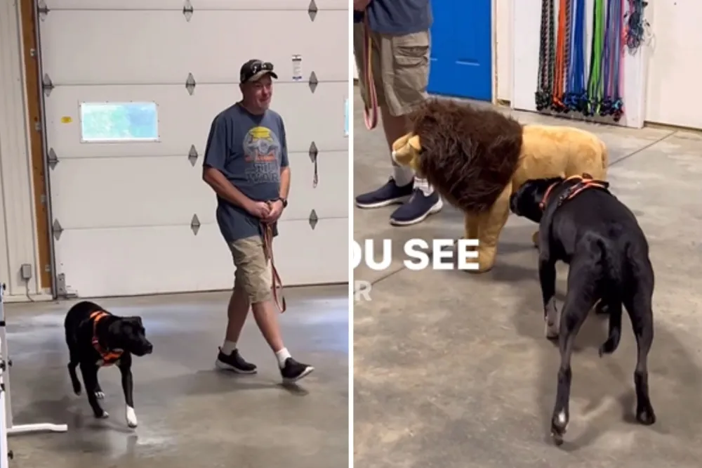 Tense Moment Reactive Dog Comes Face-to-Face With Lion Toy - Newsweek