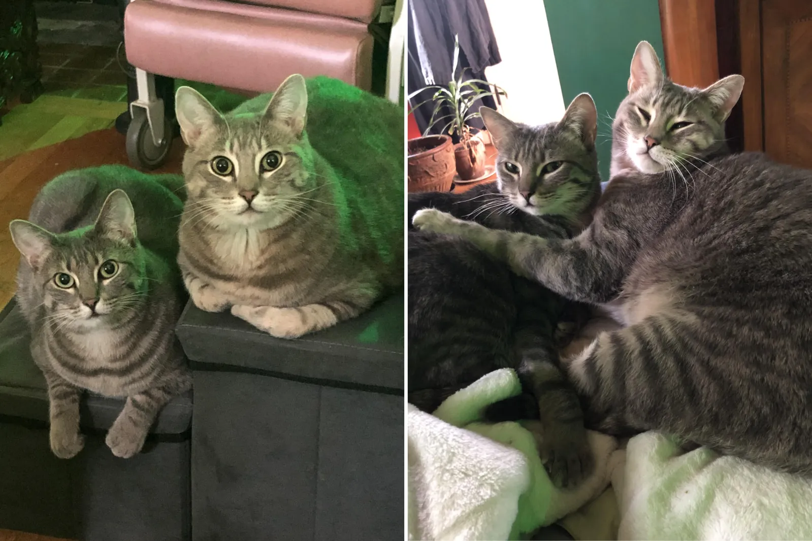 Tears Over What Bonded Rescue Kittens Do on First Night in Forever Home ...