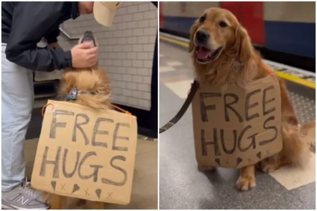 Golden Retriever Giving Out ‘Free Hugs’ Is Guaranteed to Brighten Your ...