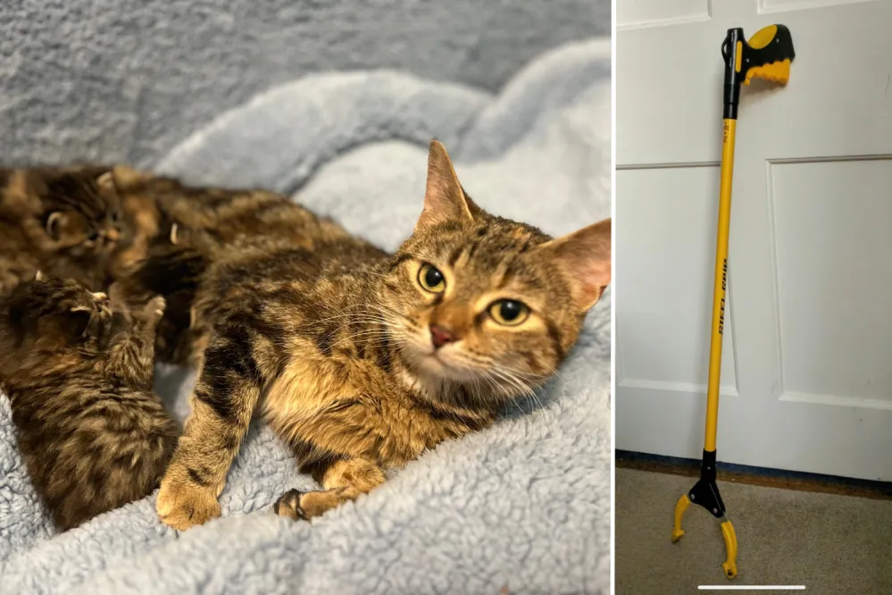 ‘Unbelievable’ Moment Litter of Kittens Trapped in 100ft Wall Are ...