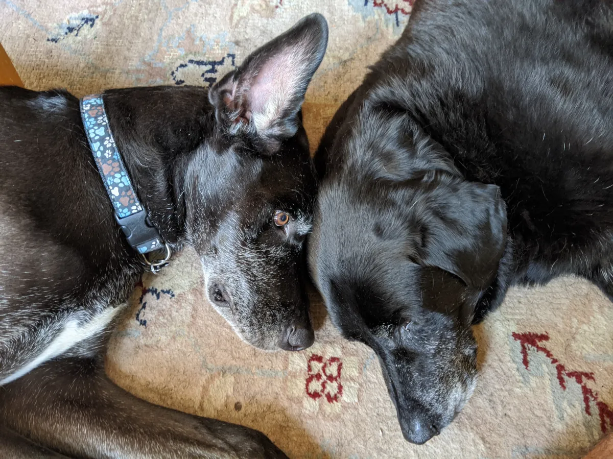Internet Sheds Tear Over Dog Looking After Sibling the Day Before He ...