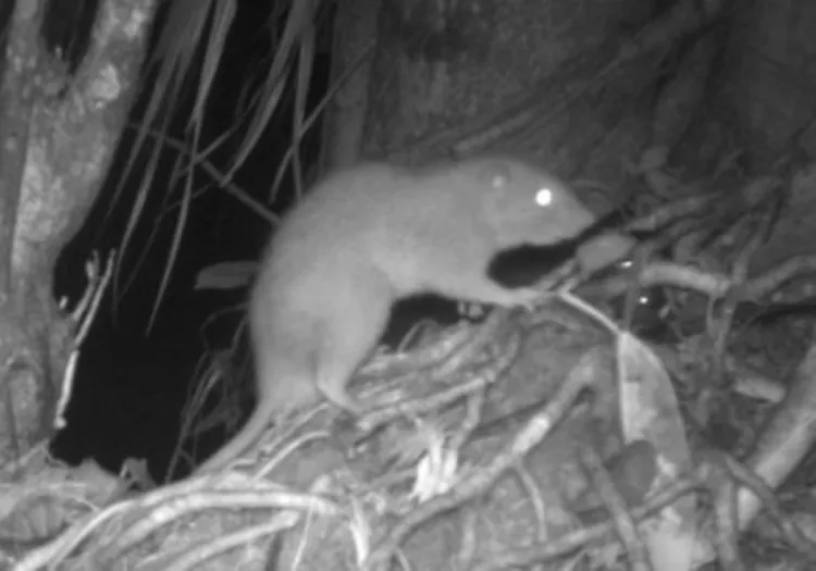 Mysterious Rare Giant Tree-Dwelling Rat Captured on Photo for First ...