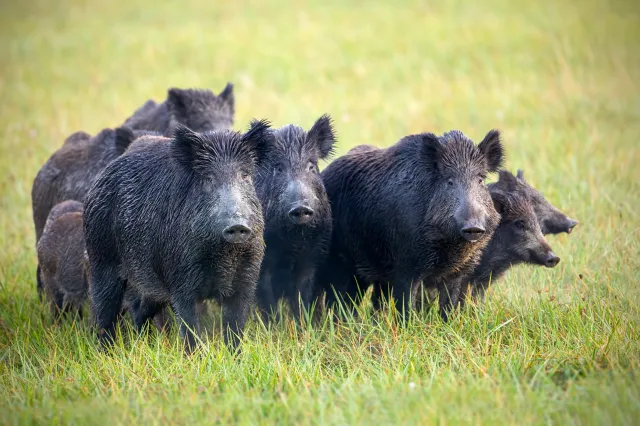Wild Boar News & Latest Pictures From Newsweek.com