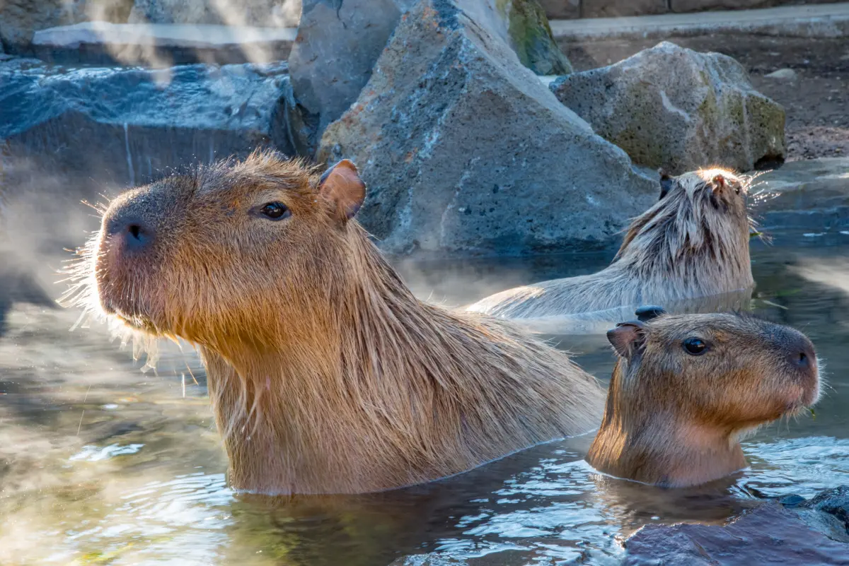 Can You Have a Capybara as a Pet? - Newsweek