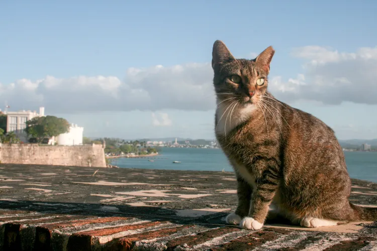 san juan News & Latest Pictures From Newsweek.com