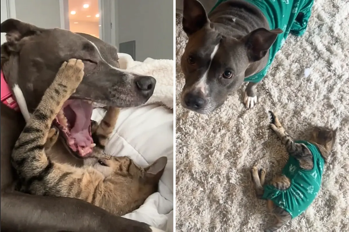 Cat’s Perfectly Timed Wrestling Move on Dog Seen 5M Times: ‘WWE ...
