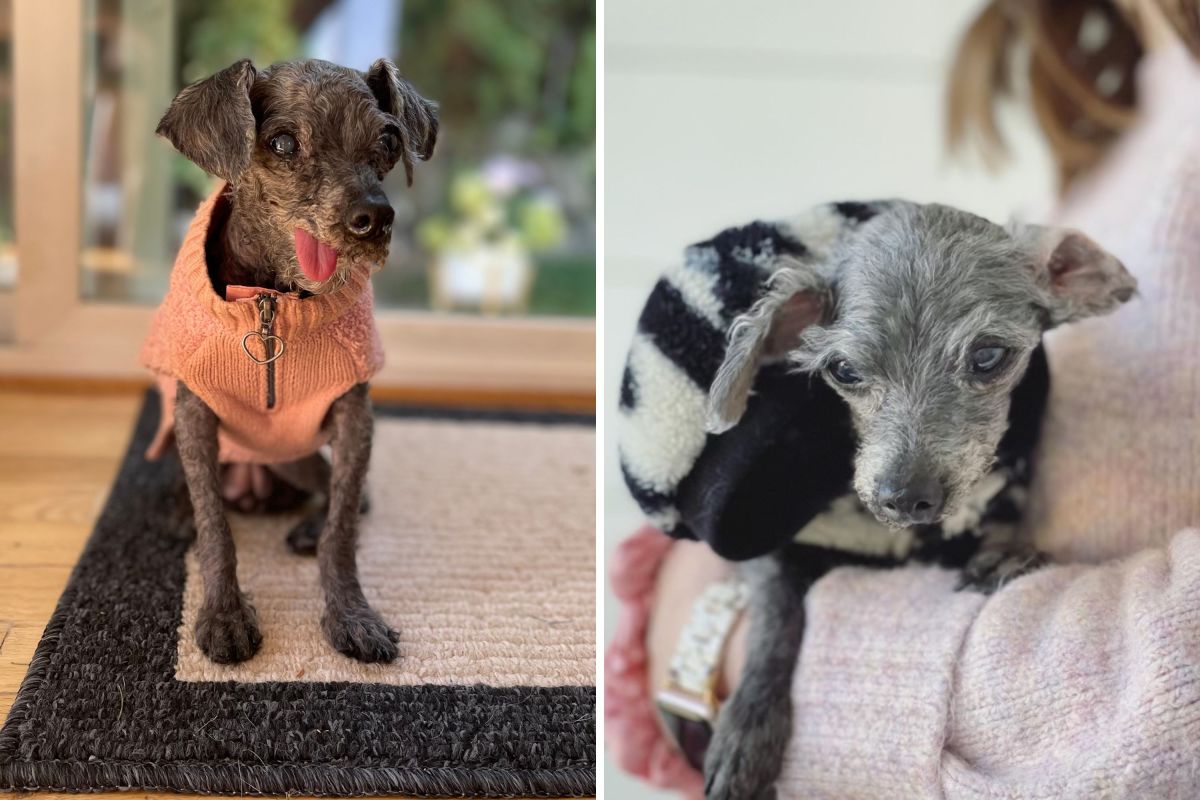Owner’s Idea of Rescuing ‘Geriatric Poodle’ Completely Backfires - Newsweek