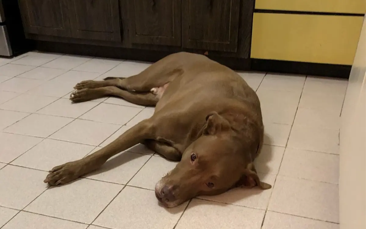 Senior Rescue Dog Set for Fourth Christmas at Shelter: ‘F... - Newsweek
