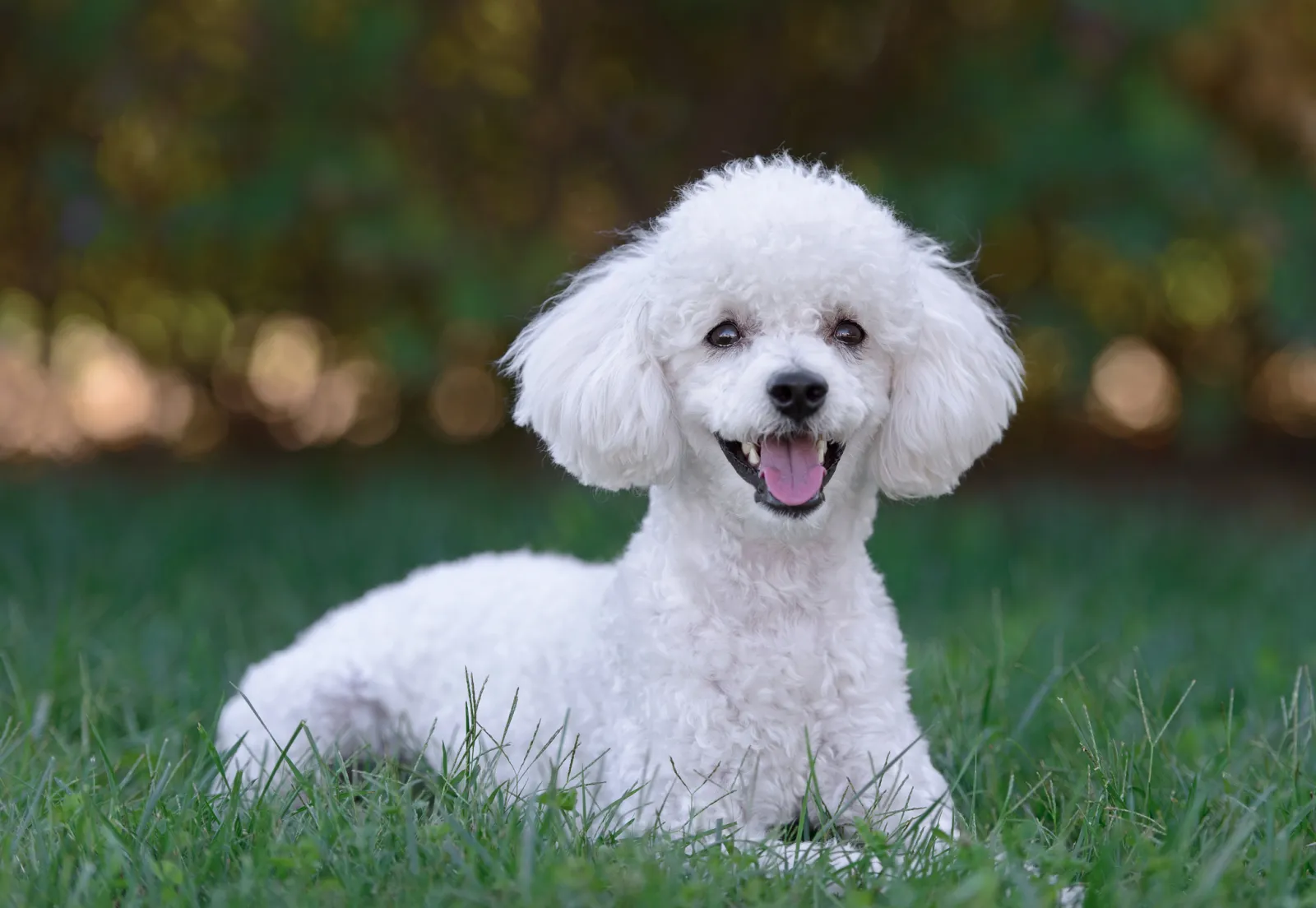 The 17 Best Family Dogs That Are Good With Kids - Newsweek