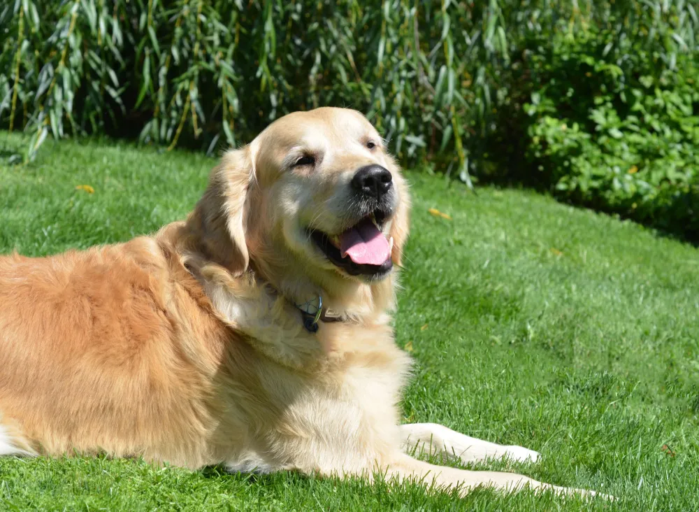 Owner Finds Peace as Puppy Lays on Spot Where Ashes of Soul Dog ...