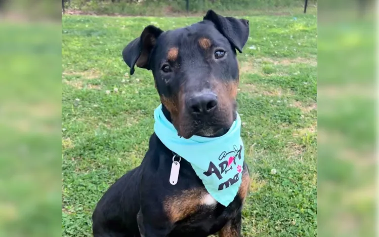 Shelter Dog ‘Stressed and Down’ After Repeatedly Passed Over for ...