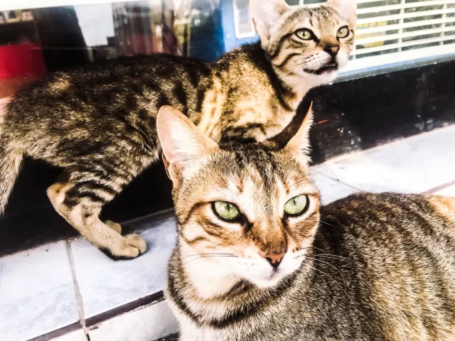 Woman’s Solution for Landlords That Are Strict With Pets Applauded ...