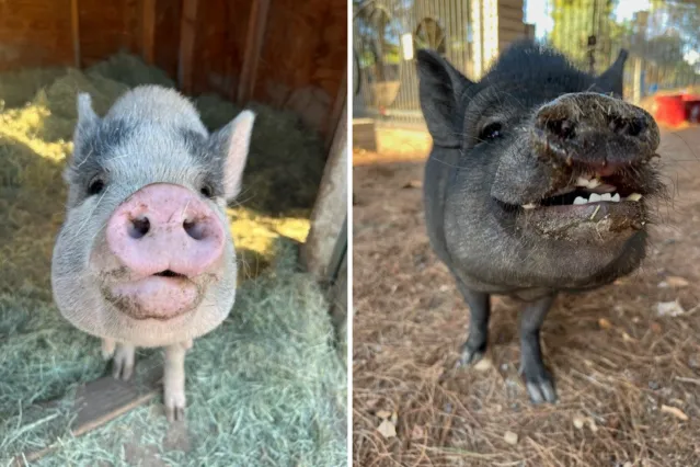 ‘We Have One Who Paints’—Sanctuary Owner Says Pigs Are Smarter Than ...