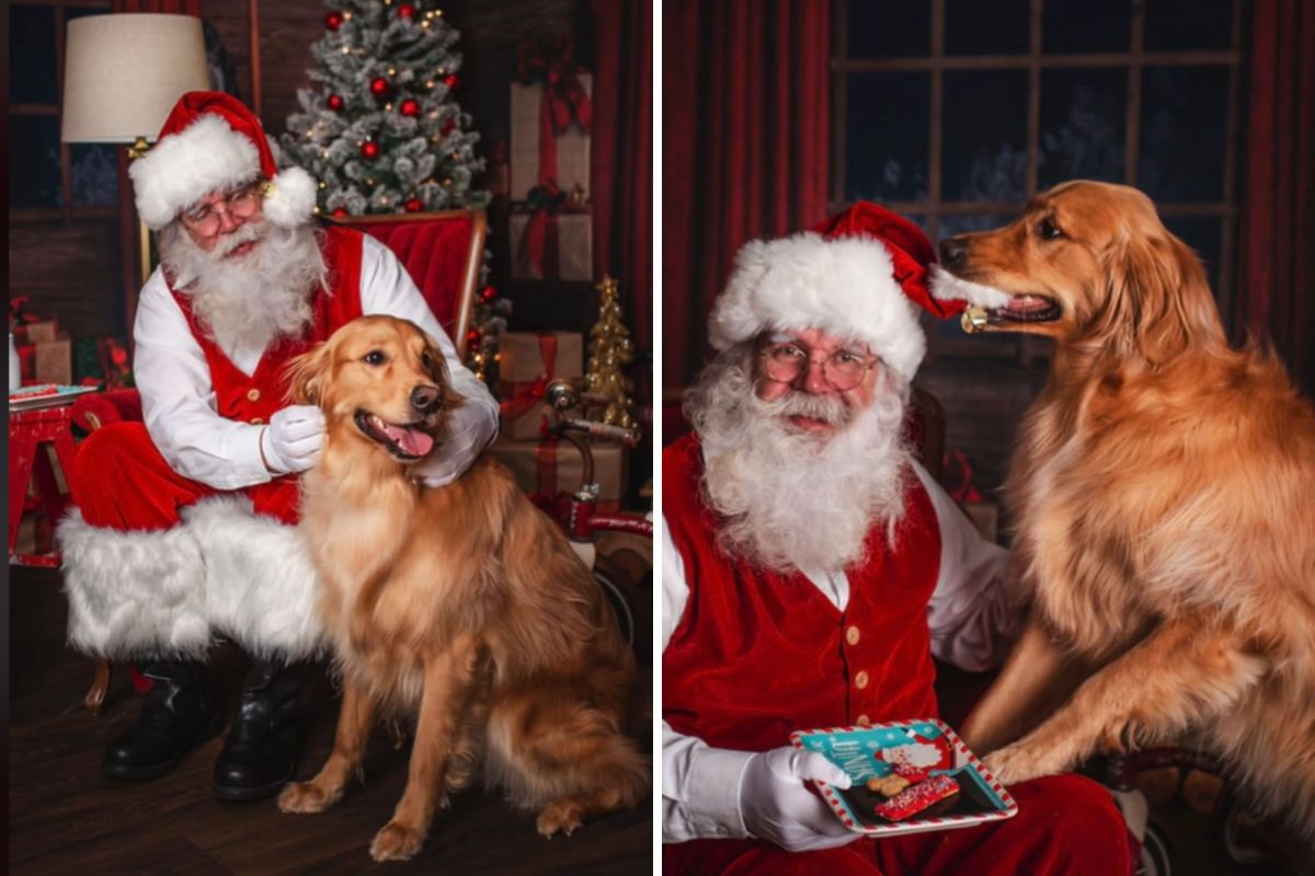 Forget Kids, This Golden Retriever Meeting Santa Is the Cutest Thing ...